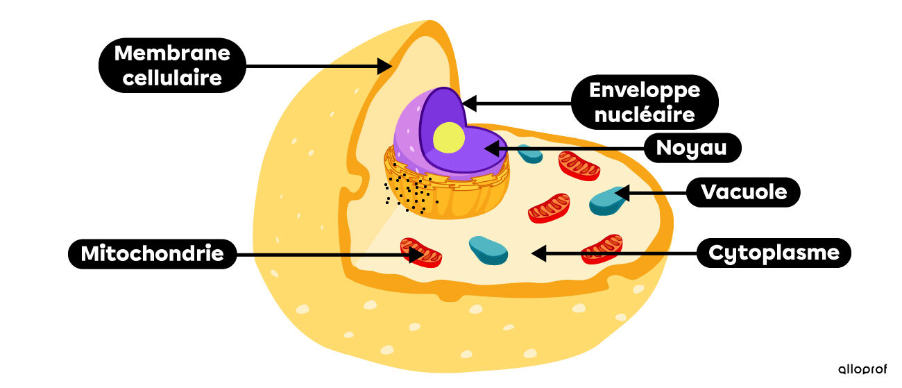 Quelle est la différence entre la cellule animal et végét — Alloprof